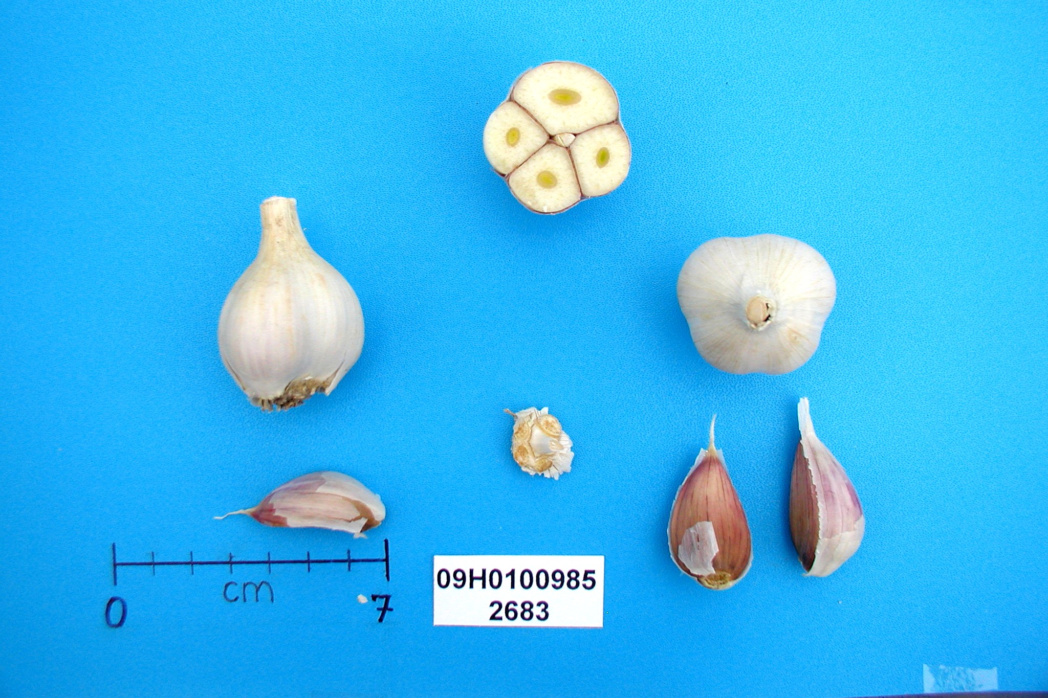 ECPGR: ECPGR Allium Working Group