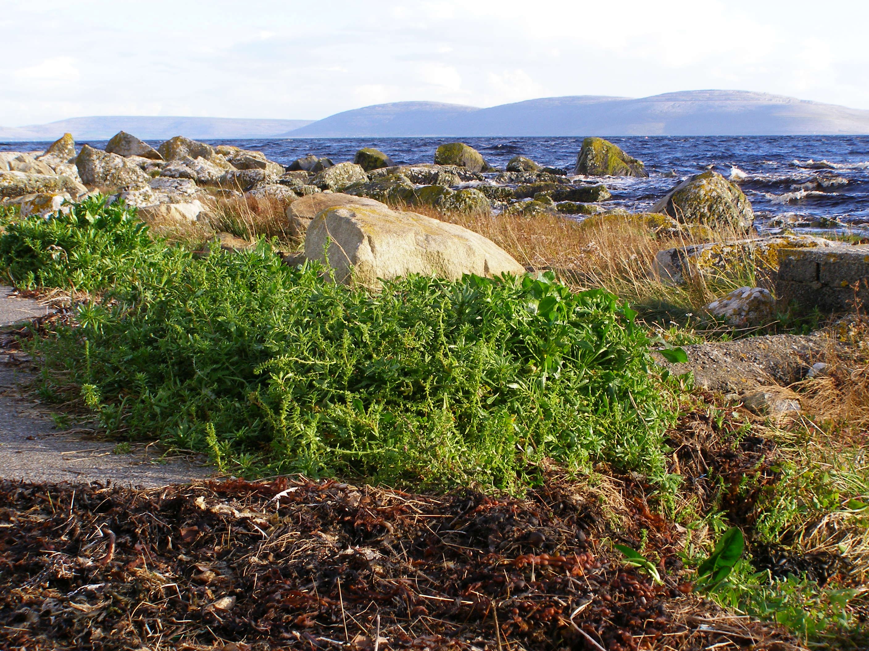 ECPGR: ECPGR Crop Wild Relatives Working Group