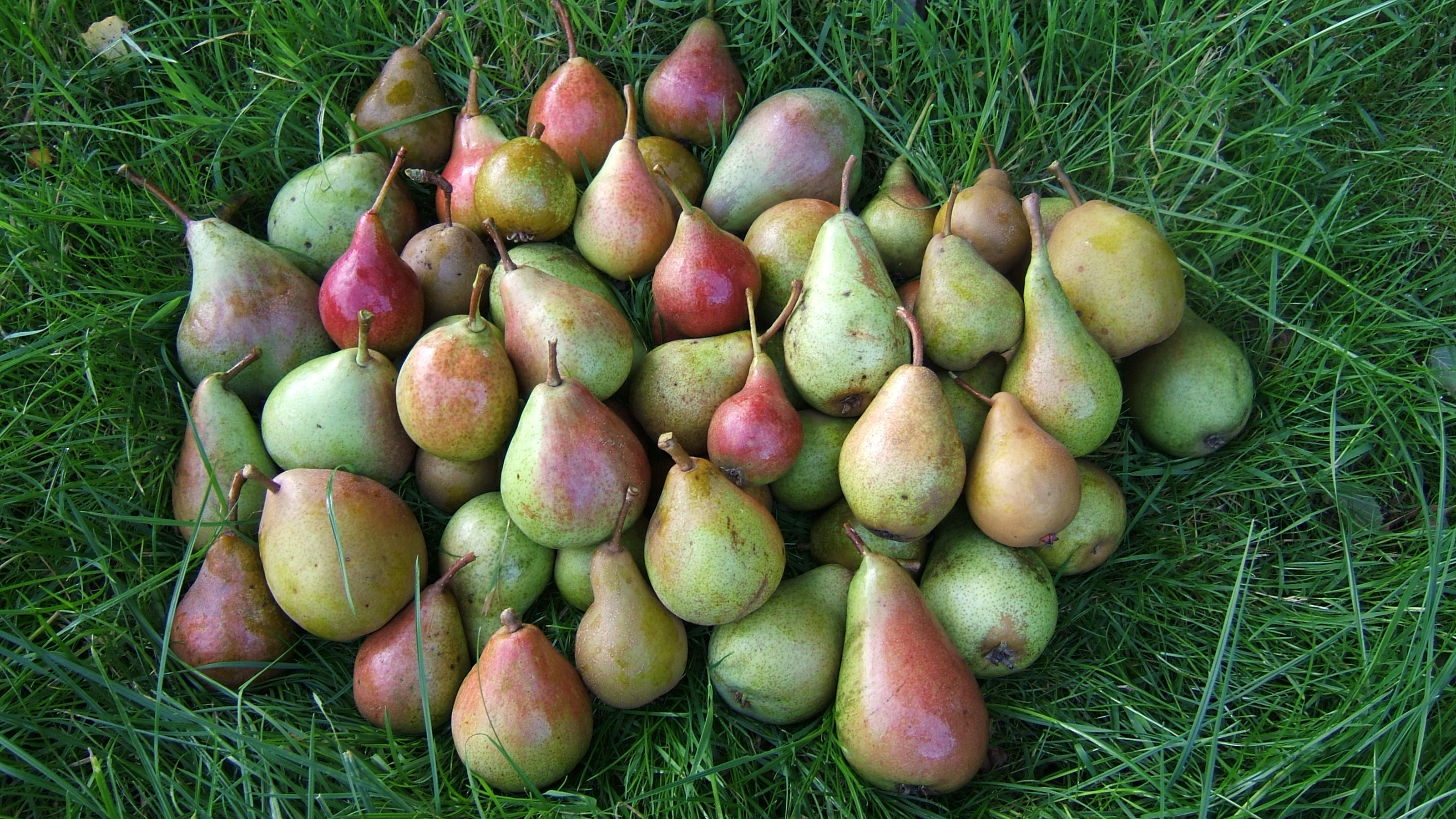 ECPGR: ECPGR Malus/Pyrus Working Group